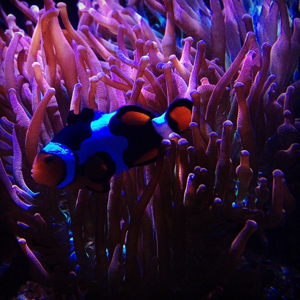 Picasso's and SnowFlakes clownfish club... | Page 42 | Reef2Reef