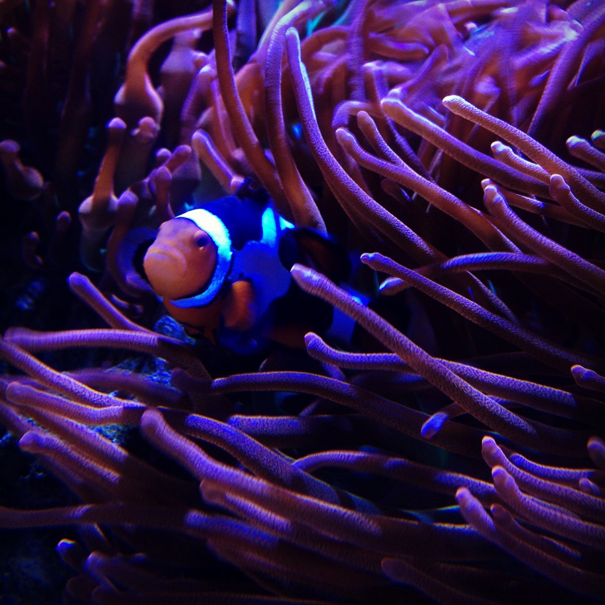 Picasso's and SnowFlakes clownfish club... | Page 42 | Reef2Reef