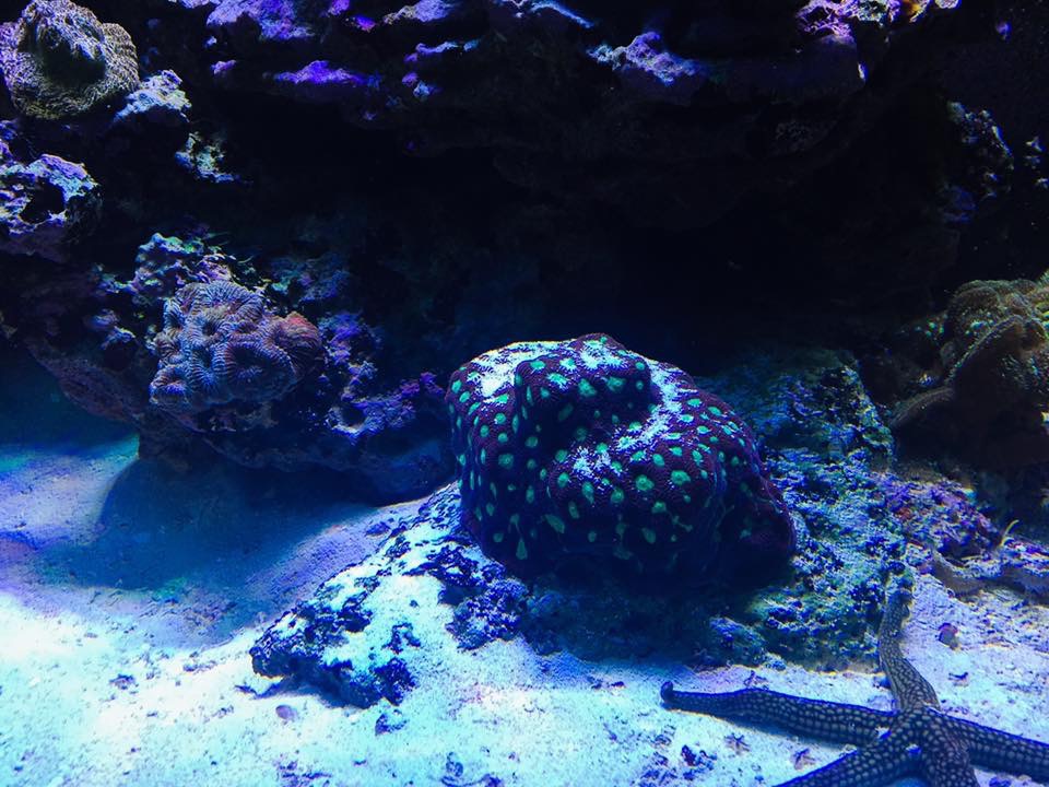 War Coral? | Reef2Reef