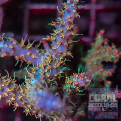 eternal flame Acro | Reef2Reef