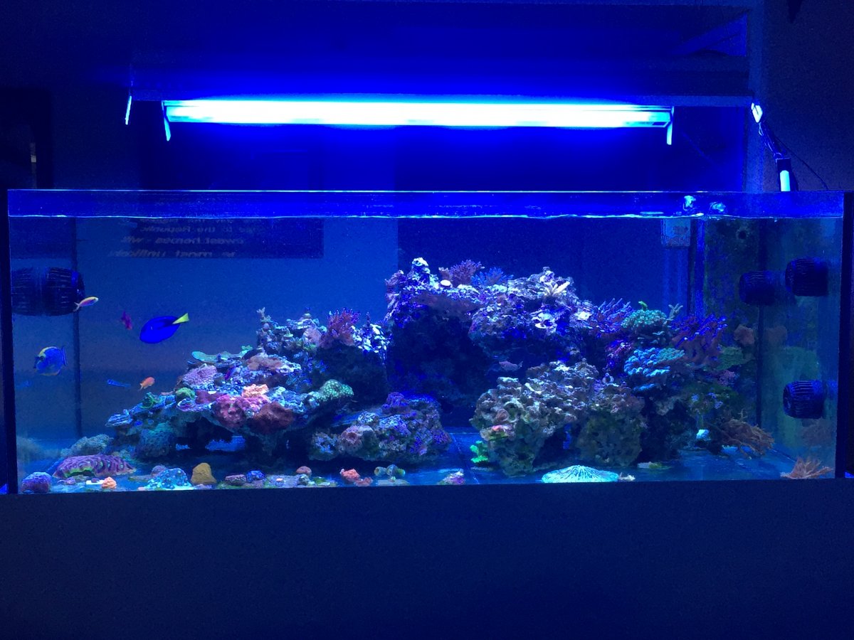 Build Thread - Aquaman 160 gallon ELOS | Page 2 | Reef2Reef