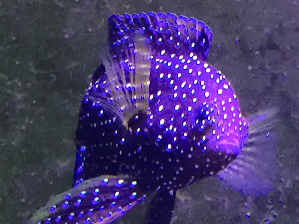 Large Build - My custom 180 | Page 4 | Reef2Reef