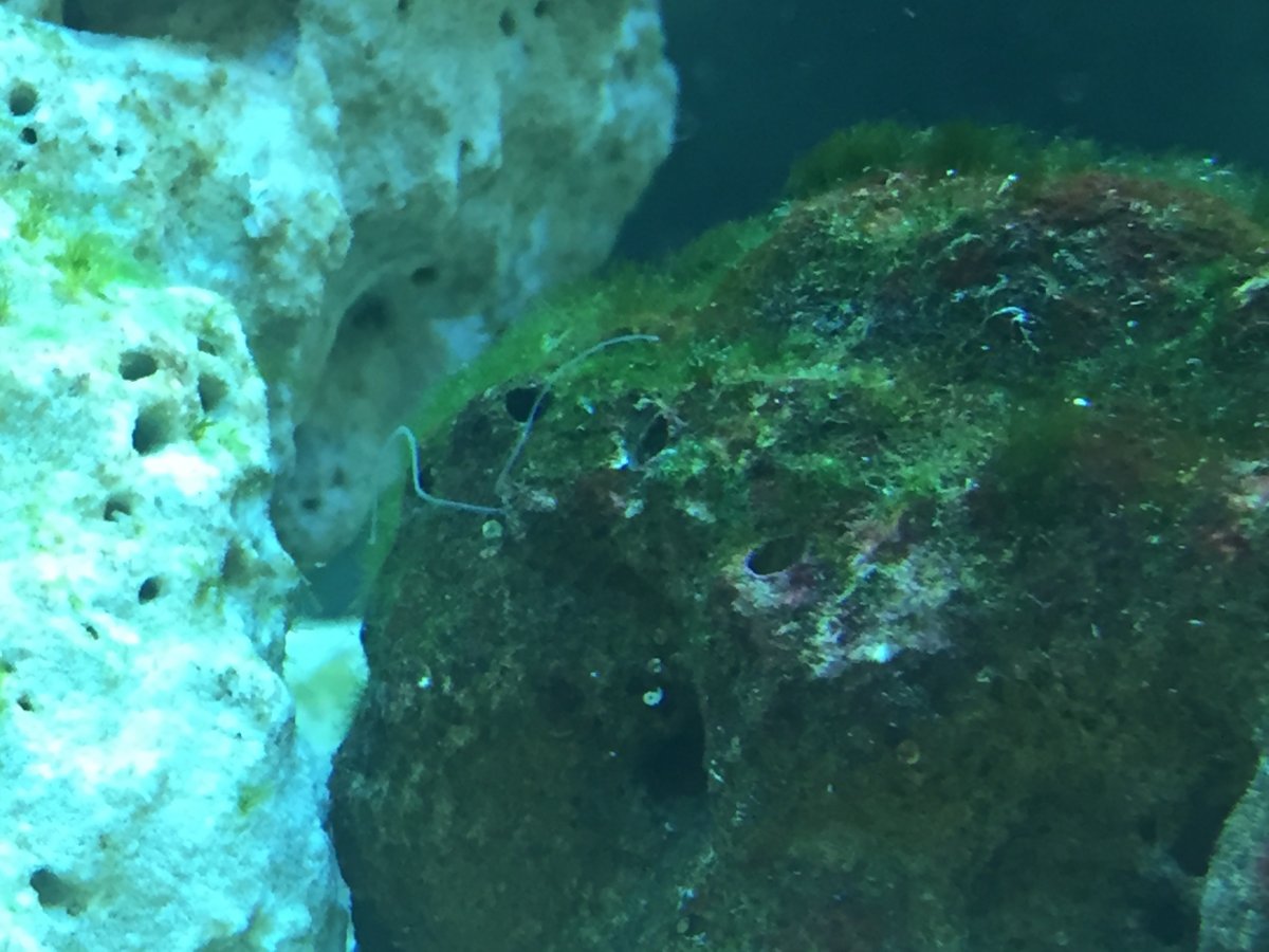 Possible worm or pest?? | Reef2Reef
