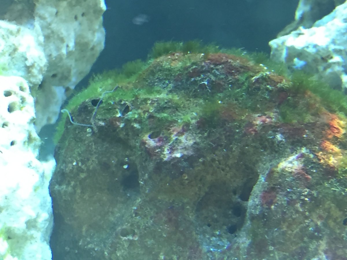 Possible worm or pest?? | Reef2Reef