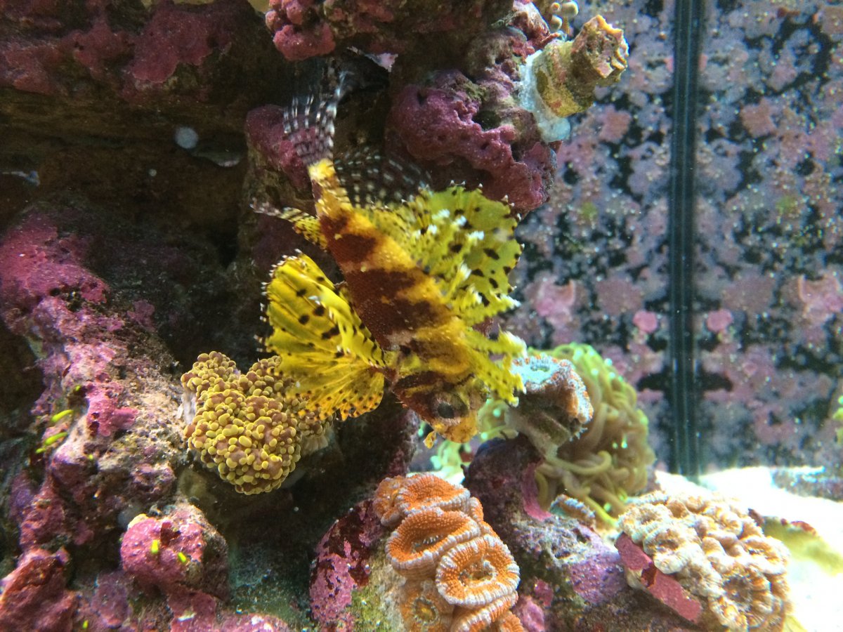 Yellow Fuzzy Dwar Lion | Reef2Reef