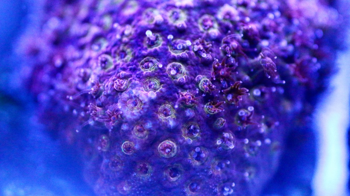 CORAL SPOTLIGHT: Stylocoeniella | Page 2 | Reef2Reef