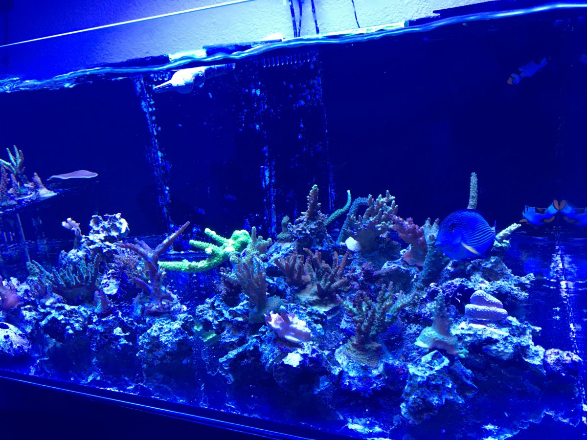 Lets see those frag tanks! - Official Frag Tank Show-Off Thread | Page ...