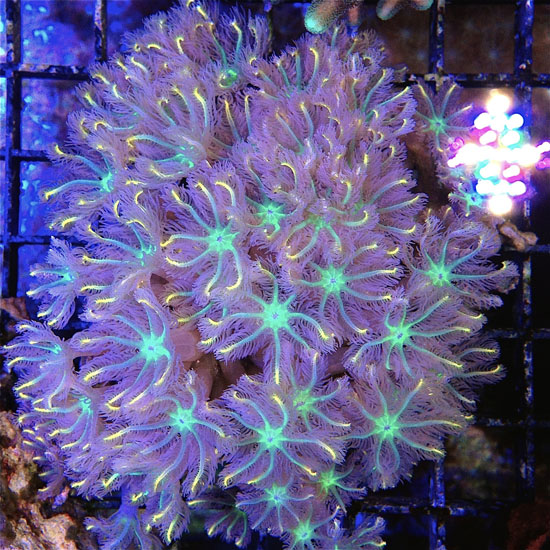 Livestock - CABIN FEVER SALE!!! | Reef2Reef