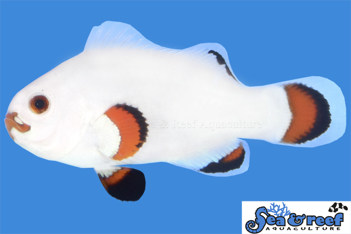 Introducing the NEW Solar Storm clownfish | Reef2Reef