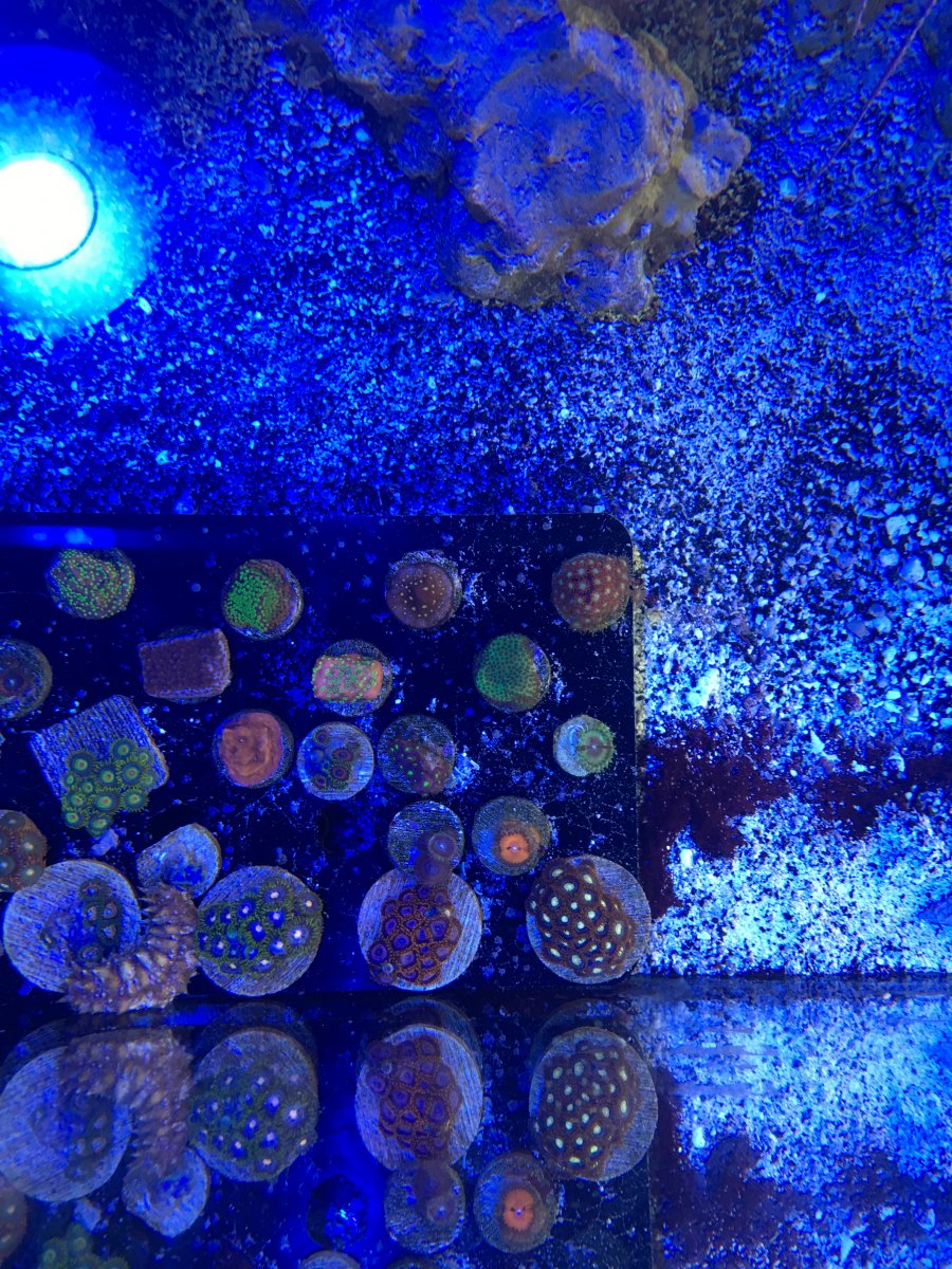 Setting up my Dream tank elos 120xl | Reef2Reef