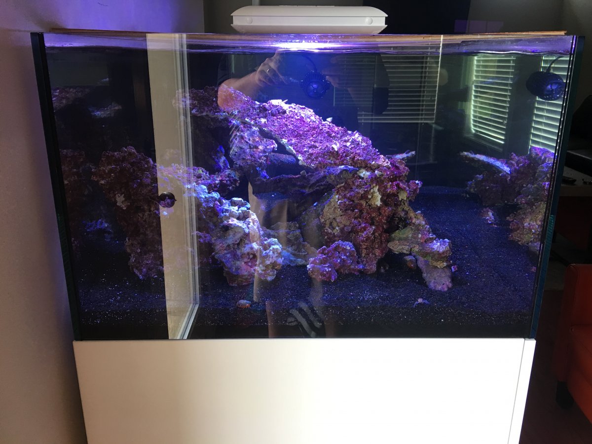 Build Thread - My dream tank elos 120xl | Reef2Reef