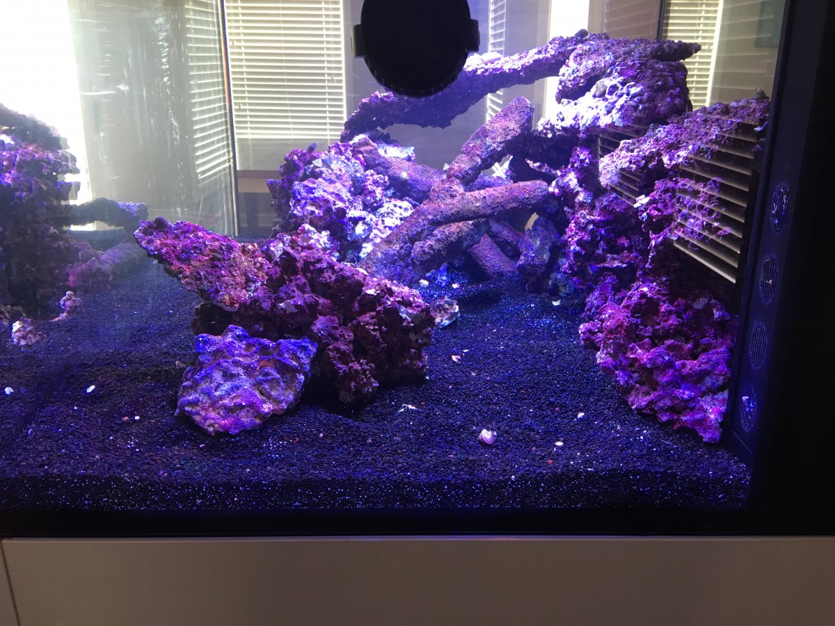 Build Thread - My dream tank elos 120xl | Reef2Reef
