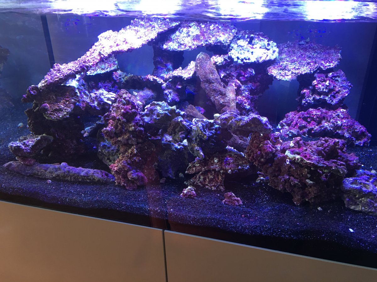 Build Thread - My dream tank elos 120xl | Reef2Reef