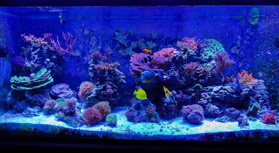 Large Build - Show Off Your Large Tank Aquascape :) | Page 26 | Reef2Reef