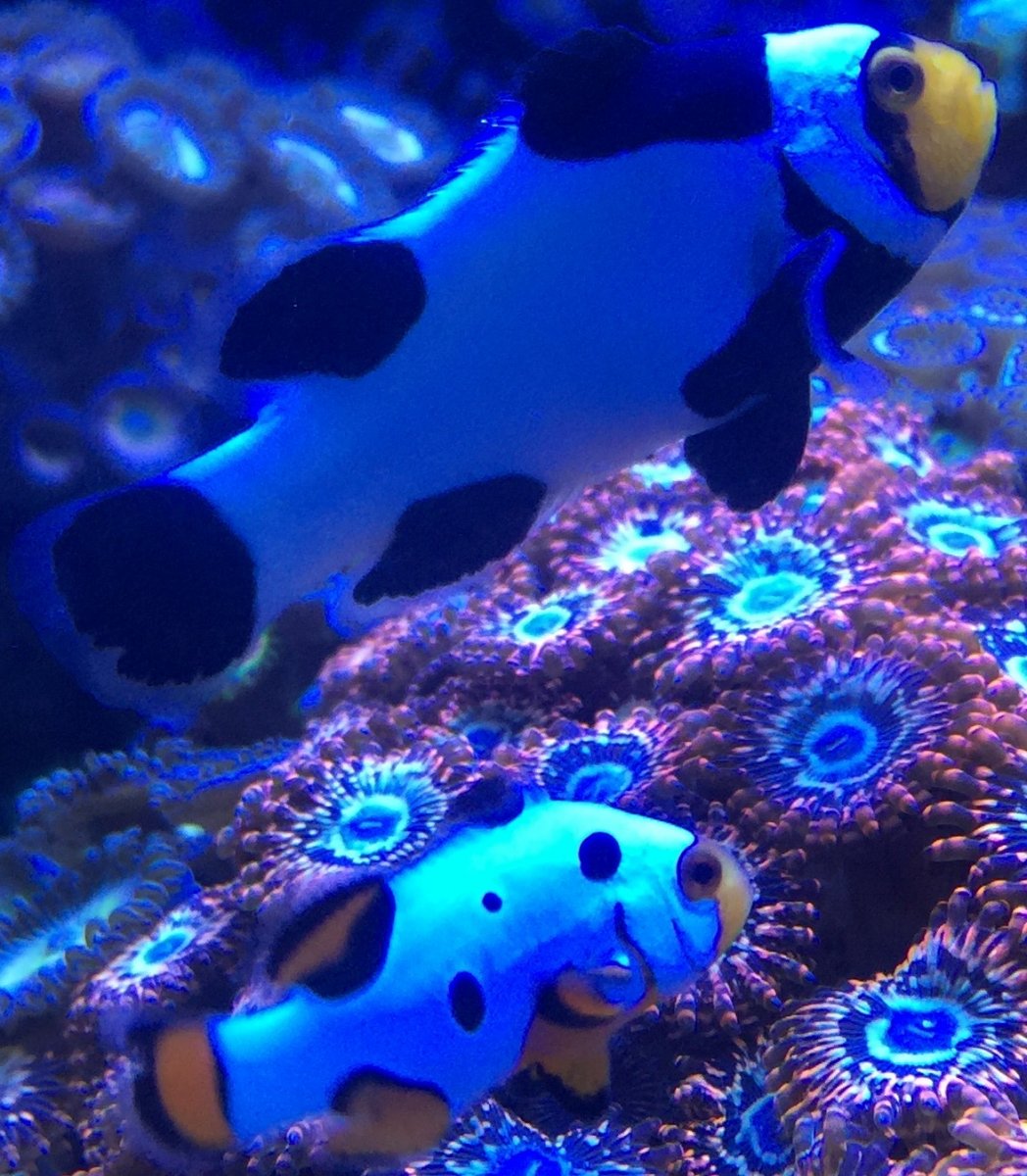 Picasso's and SnowFlakes clownfish club... | Page 42 | Reef2Reef