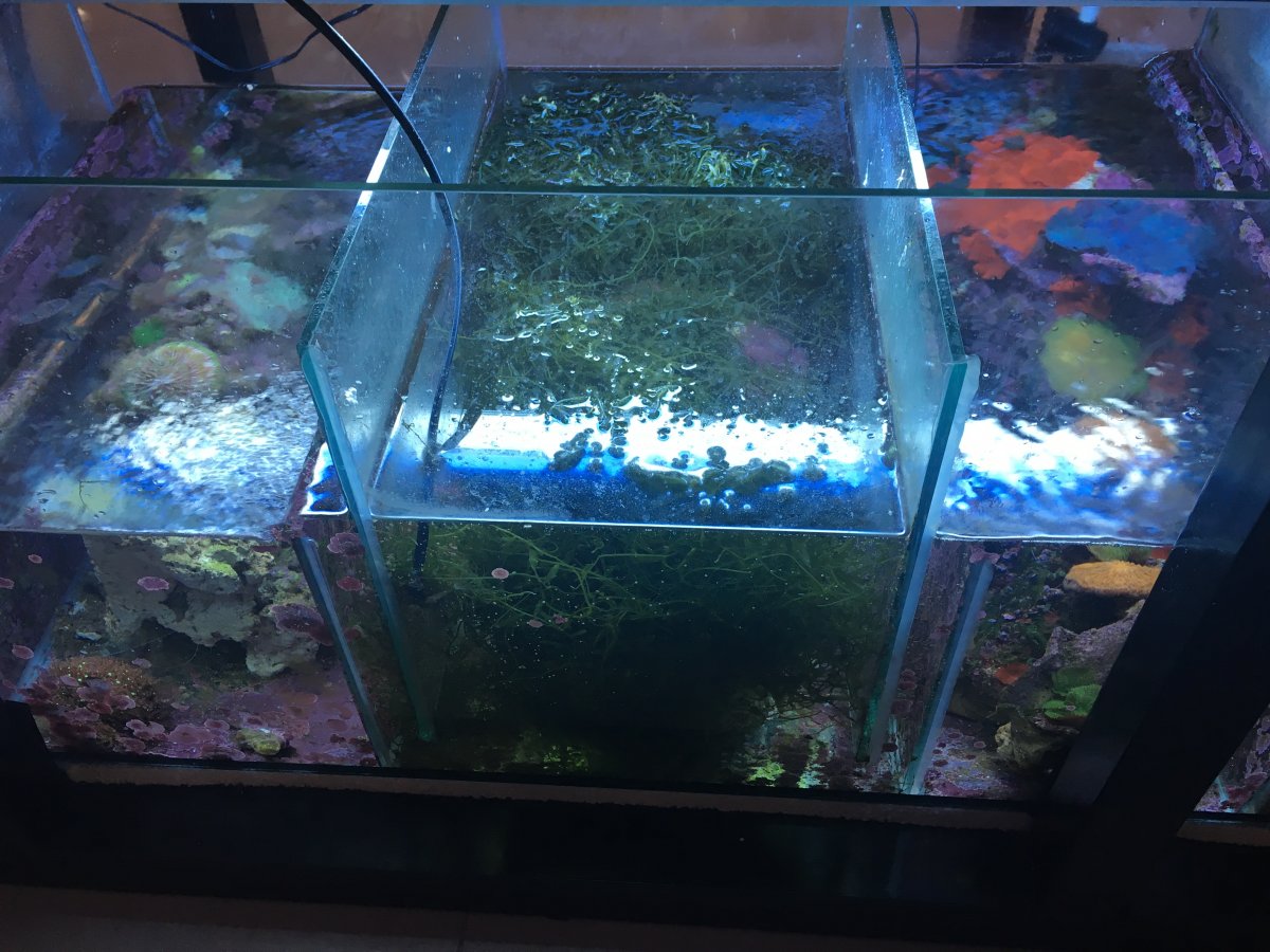Refugium Critters? | Reef2Reef