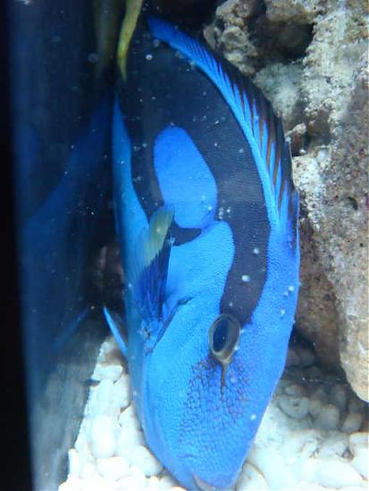 Fish Shopping 101: Tips to Buying a Healthy Fish | Reef2Reef