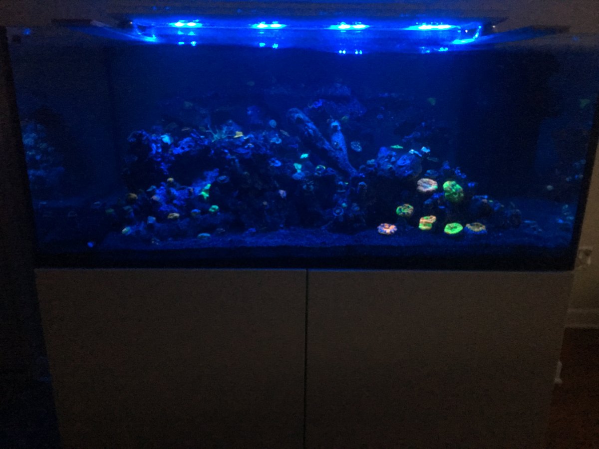 Build Thread - My dream tank elos 120xl | Page 4 | Reef2Reef