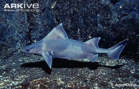 Velvet belly lanternshark | Reef2Reef
