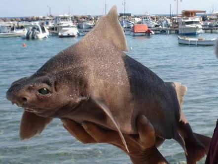 Velvet belly lanternshark | Reef2Reef