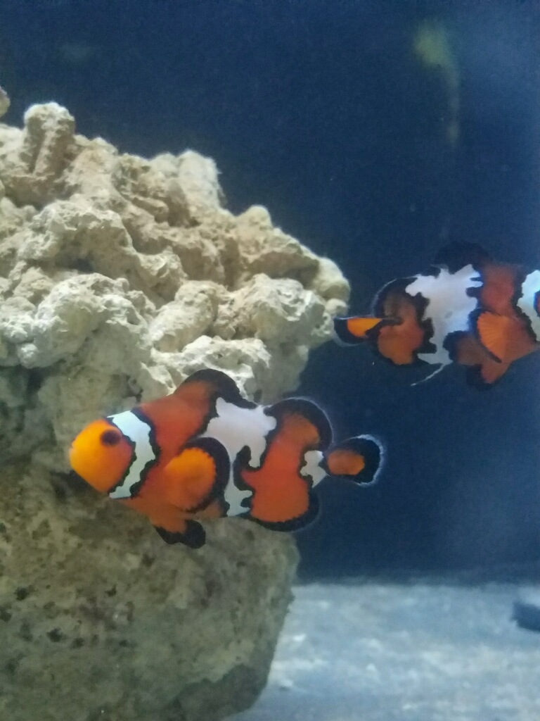 Longfin and Nub Fin clownfish at my lfs.. | Reef2Reef