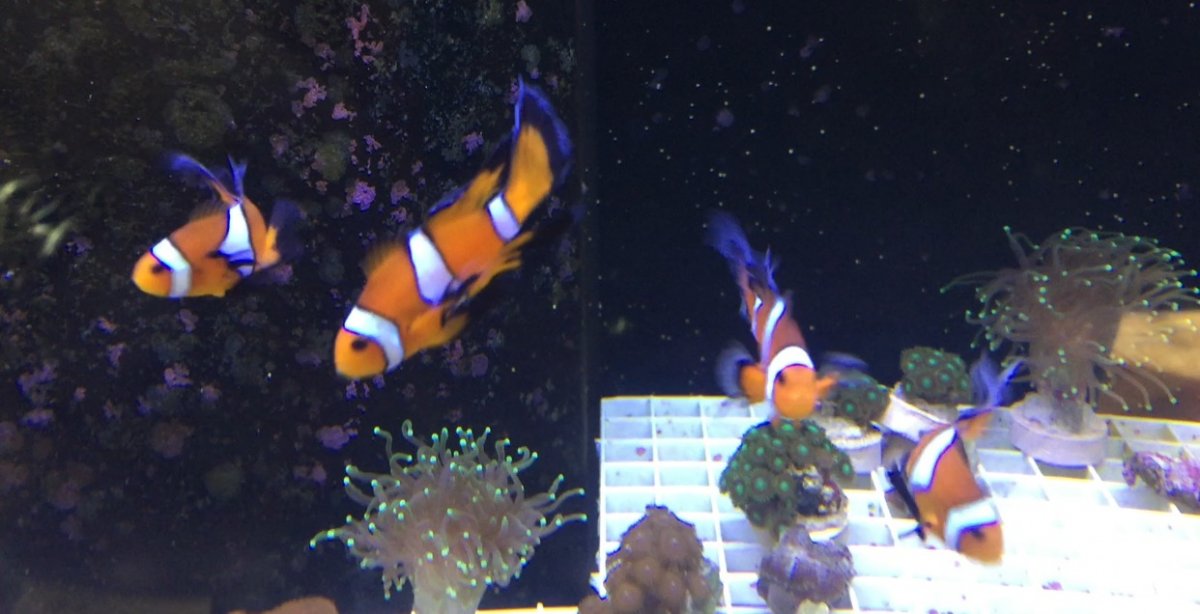 Longfin and Nub Fin clownfish at my lfs.. | Reef2Reef