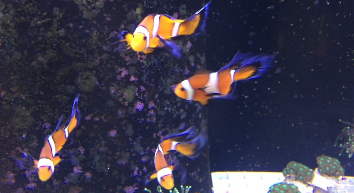 Longfin and Nub Fin clownfish at my lfs.. | Reef2Reef