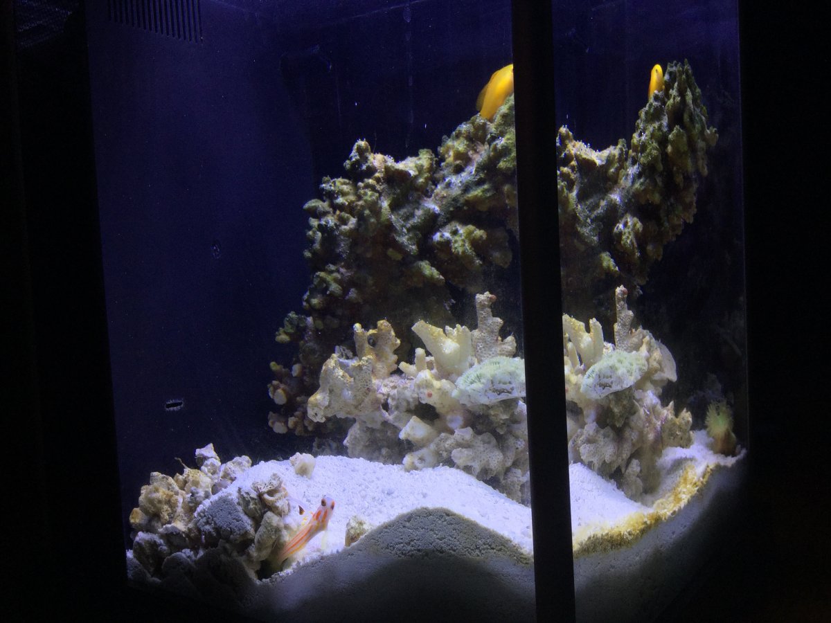 Build Thread - 2.6g Fluval Spec III (Pico Reef Tank Thread) | Page 2 ...