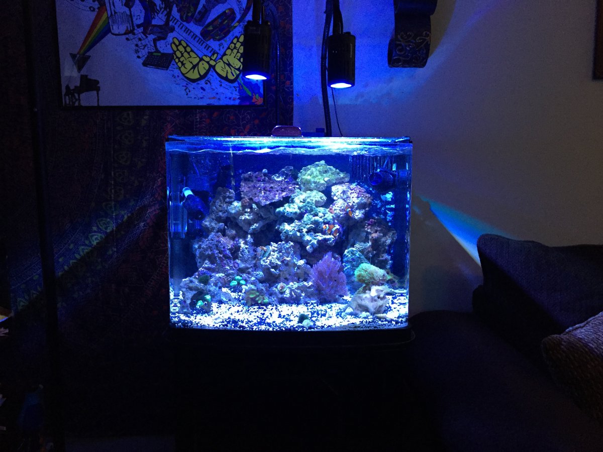 who had a successful reef tank first go round? | Reef2Reef