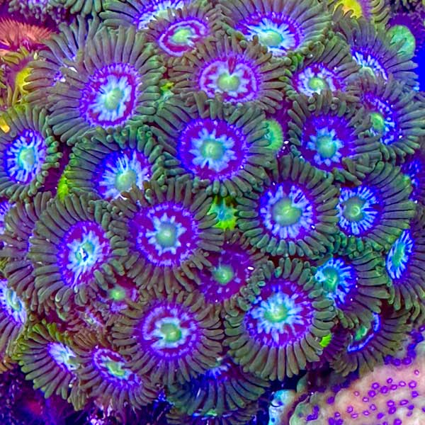 Livestock - $9.99 Rainbow Milli doorbuster and more! | Reef2Reef
