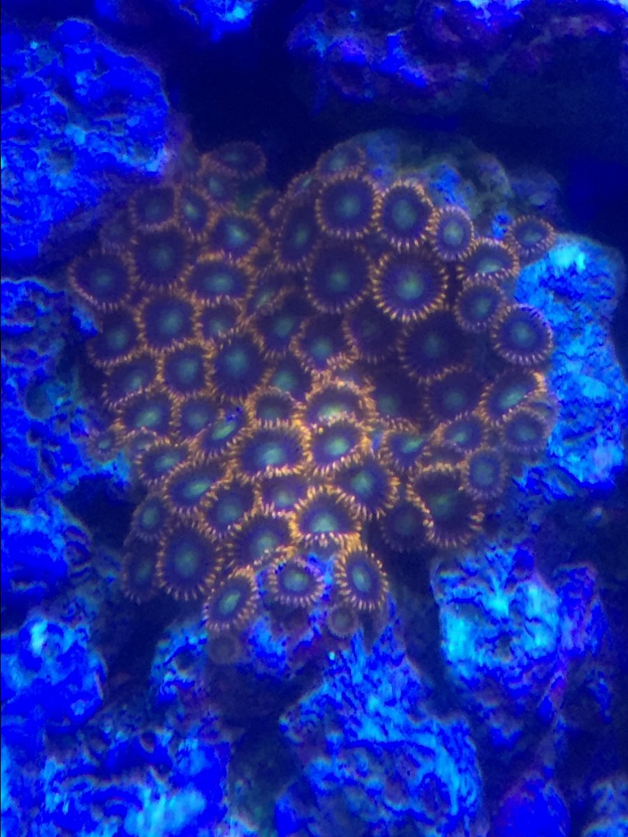 Who's got the biggest zoa colony? | Reef2Reef
