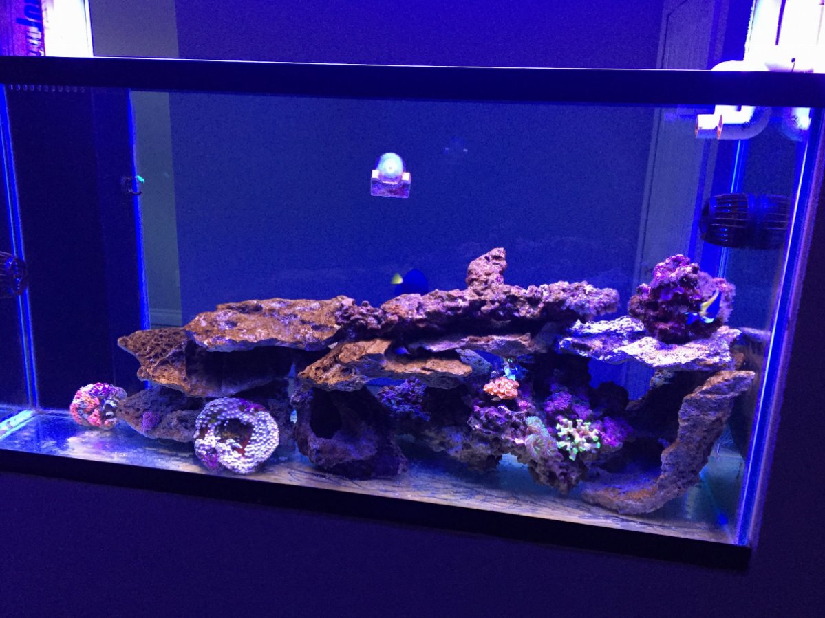 Adding coral/frags | Page 2 | Reef2Reef