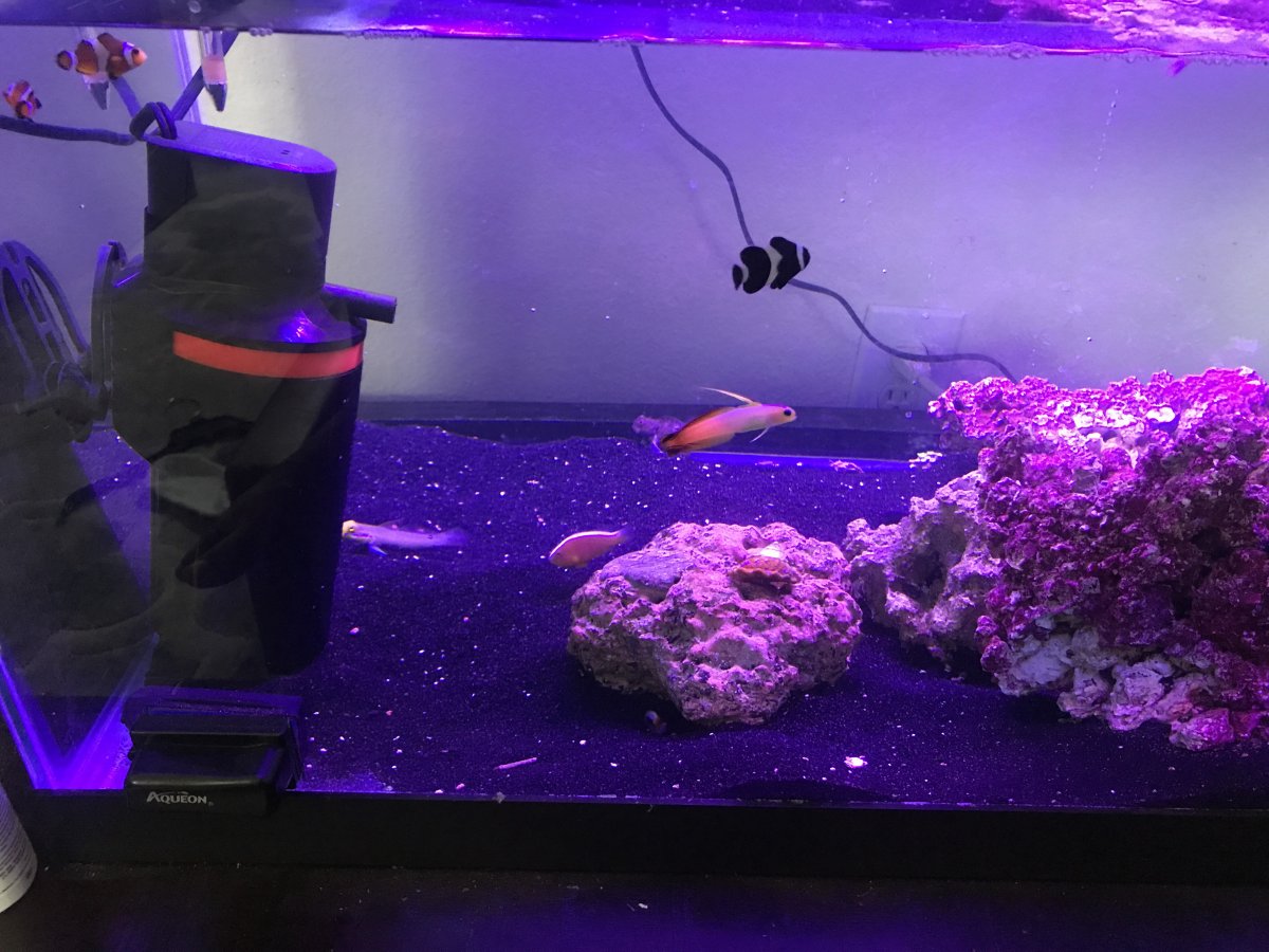 Black Substrate - pros/cons and photos? | Page 5 | Reef2Reef