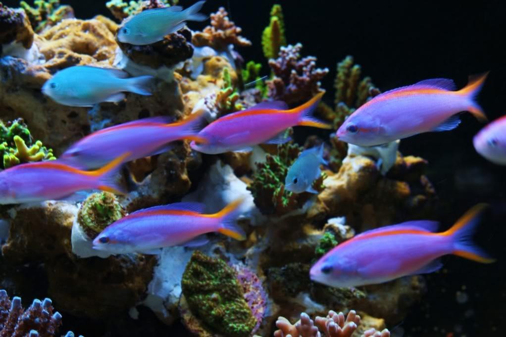 Let's see your anthias schools! | Reef2Reef