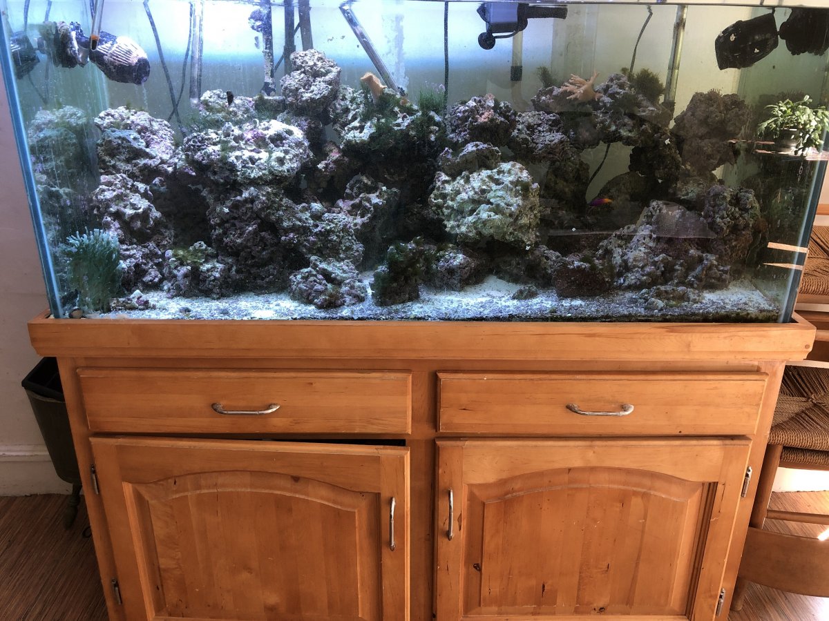 Setup of 90 gallon Tank | Reef2Reef