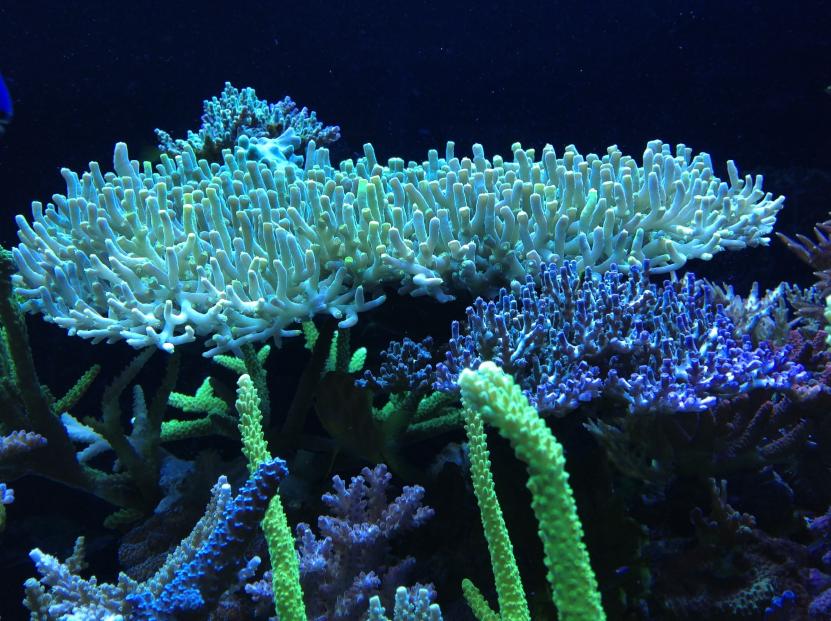 Show your rare SPS corals | Page 6 | REEF2REEF Saltwater and Reef ...