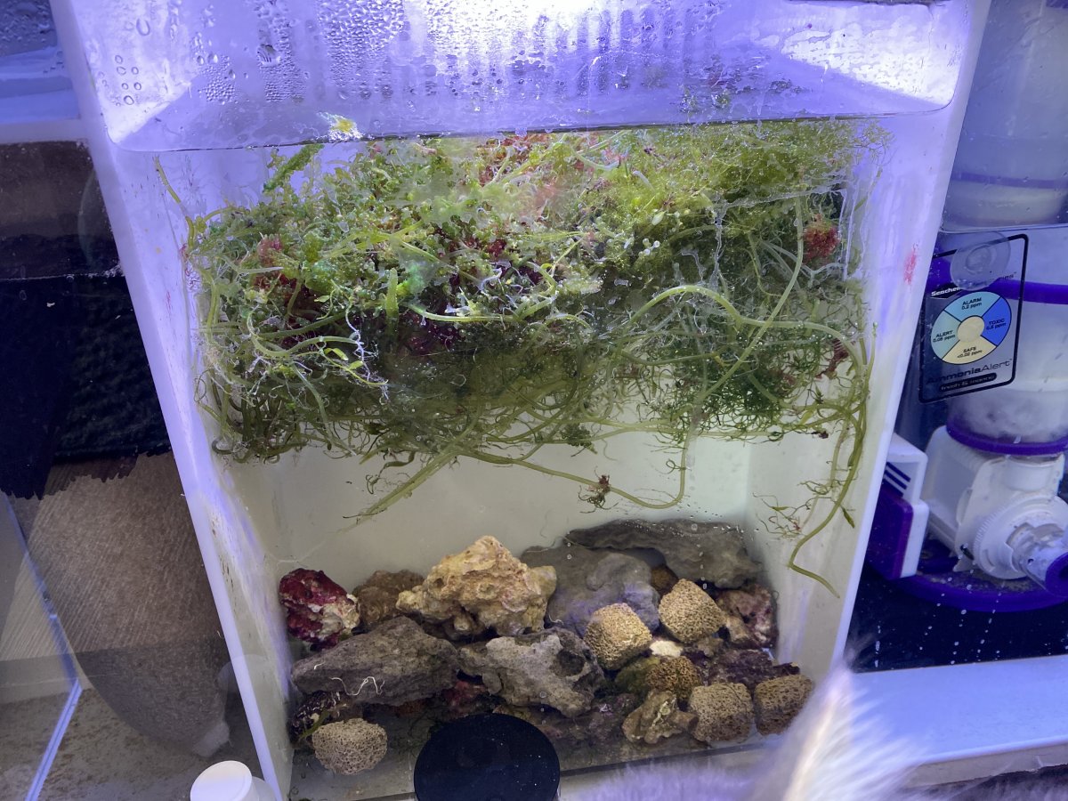 What is too much macro algae in your sump? | Reef2Reef