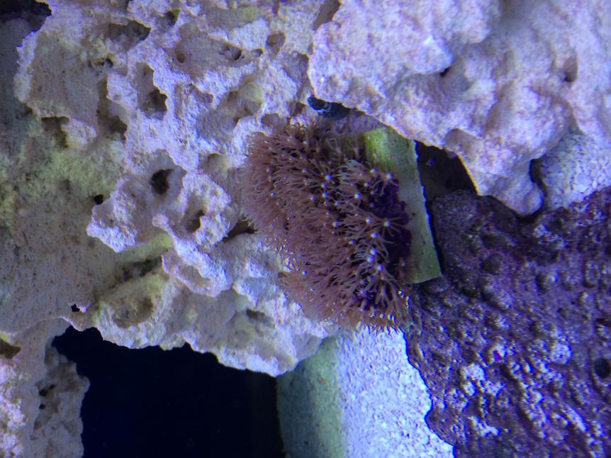 Polyp identification please! | Reef2Reef