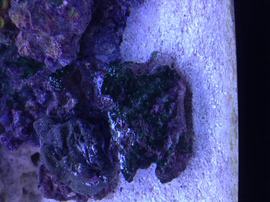 Dark neon green on my rock! | Reef2Reef