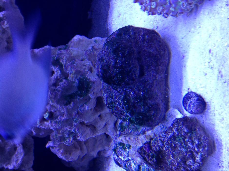 Dark neon green on my rock! | Reef2Reef