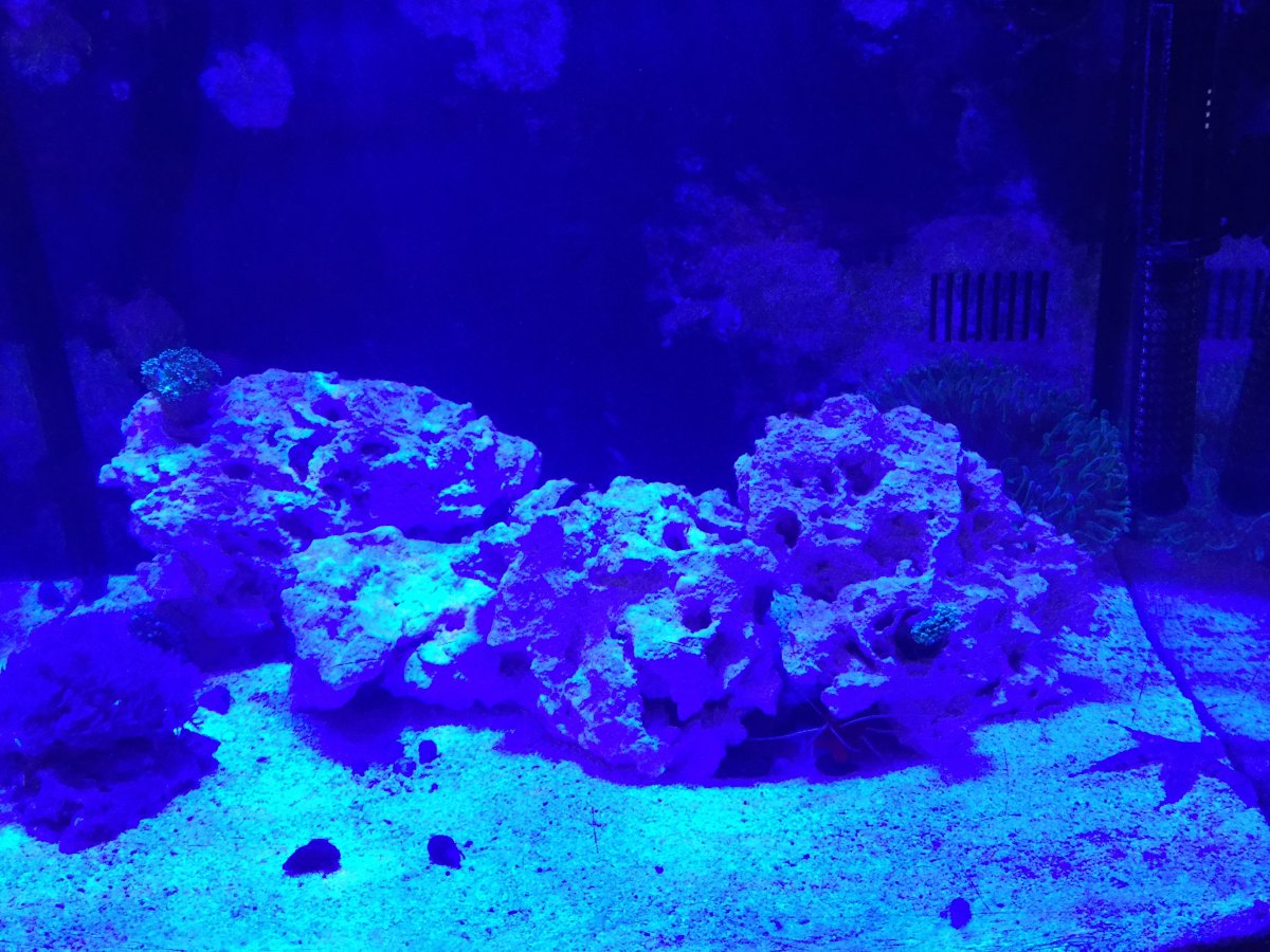 How to get rid of strong blue light when filming? | Reef2Reef
