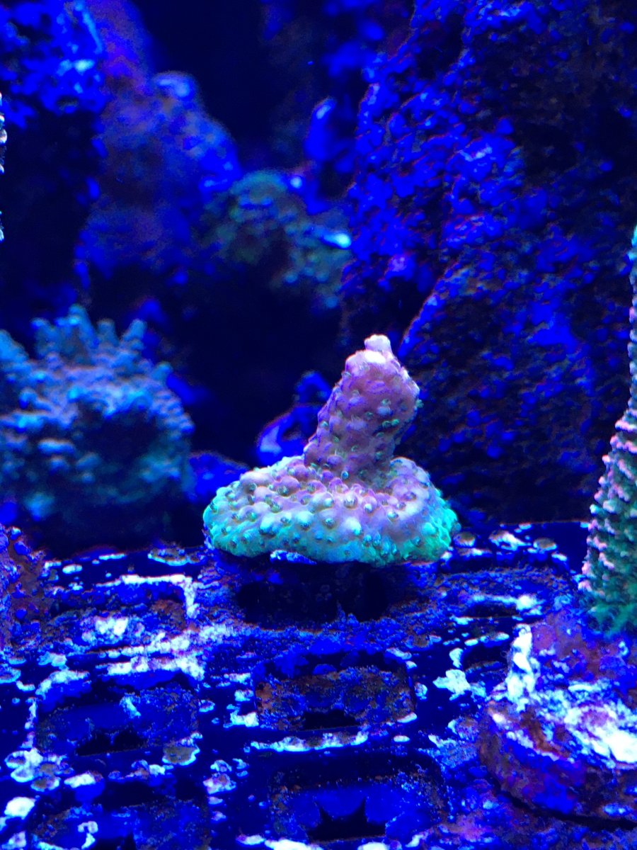 TSA Bill Murray | Reef2Reef