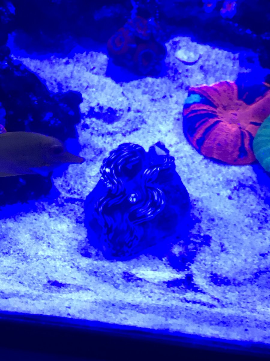 Diagnosis and Treatment of Pinched Mantle Disease in Giant Clams ...