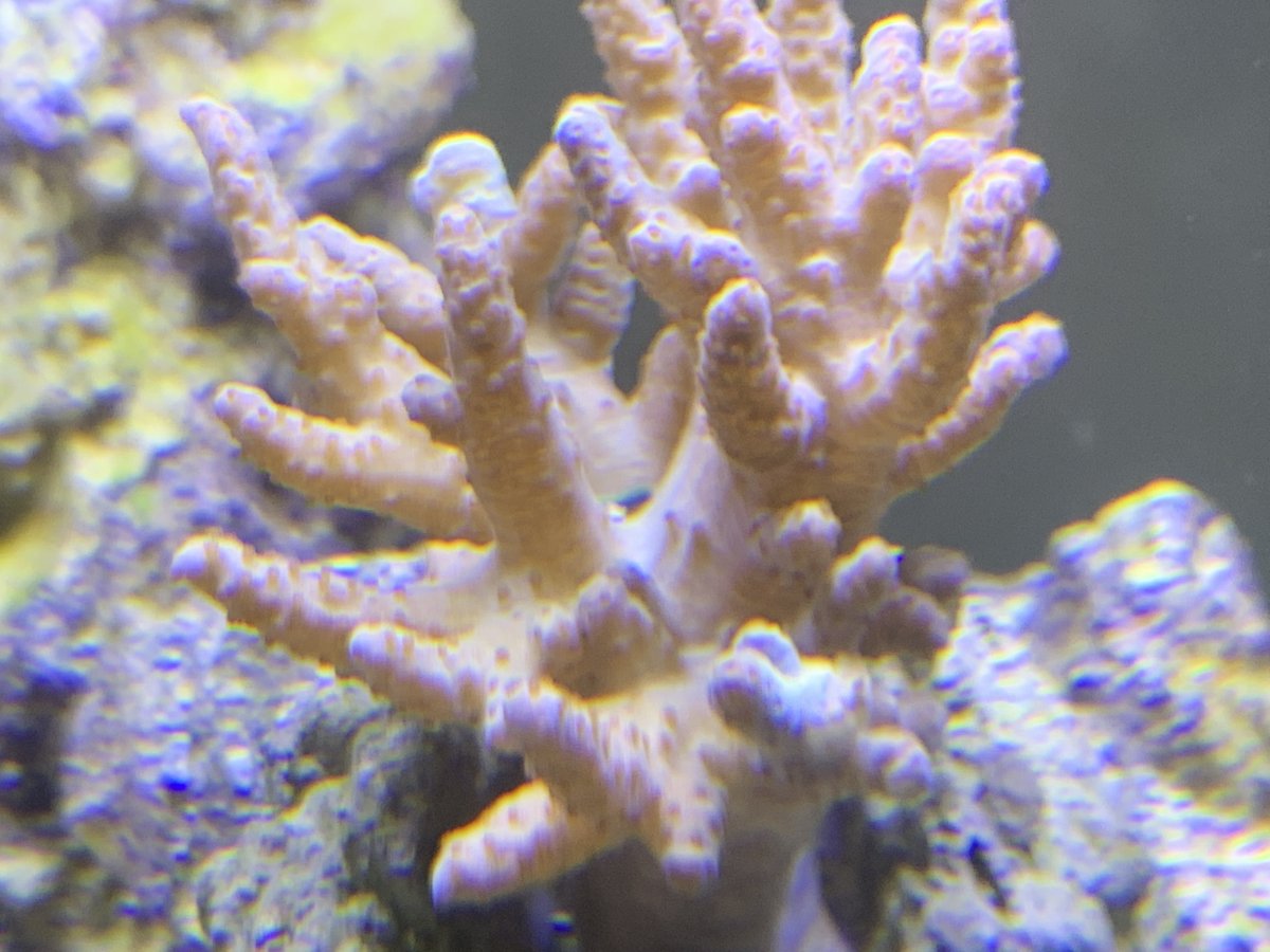Concerning coral discoloration | Reef2Reef