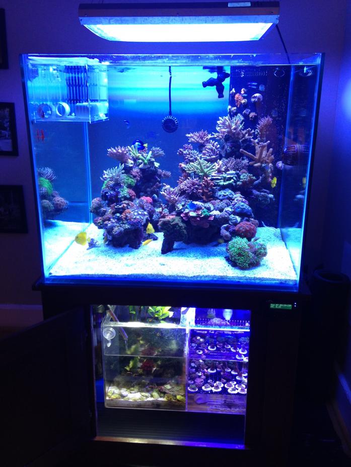 YOU SUCCESSFUL with Refugium's, CHECK IN ! | Reef2Reef