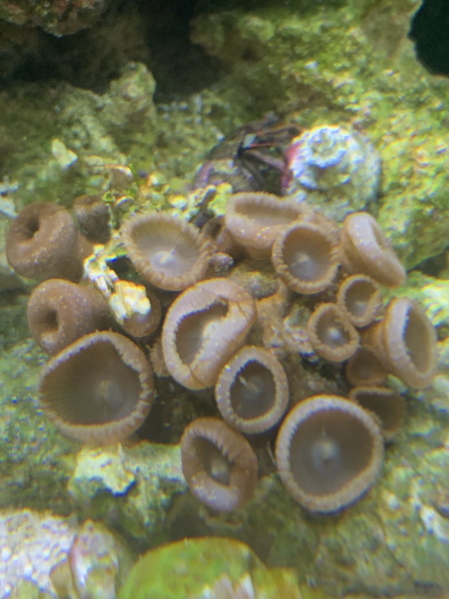 Brown polyp corals turning white | Reef2Reef