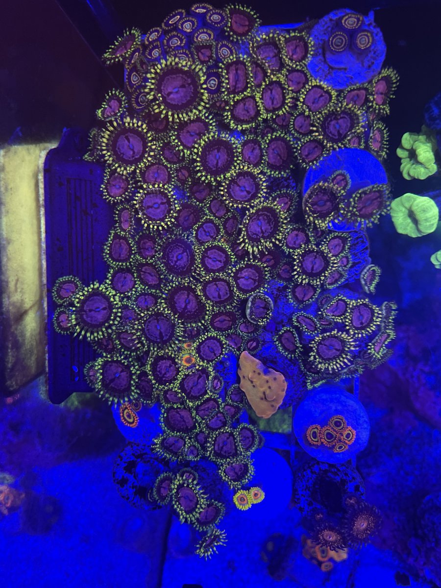 Florida - Purple monster zoas | Reef2Reef