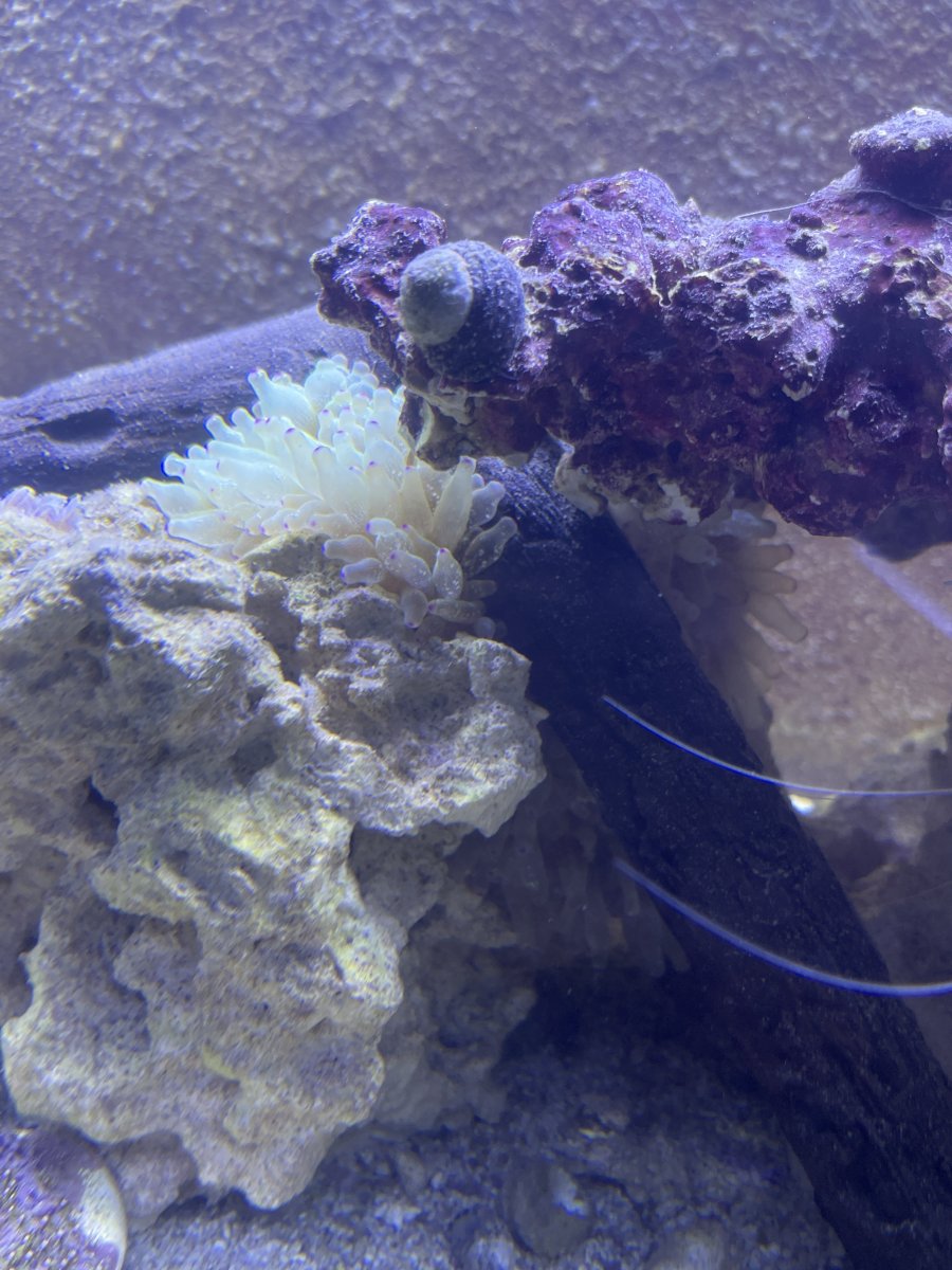 What's the single most expensive coral you've ever bought? | Reef2Reef