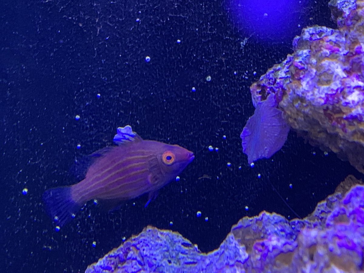 Small wrasse | Reef2Reef
