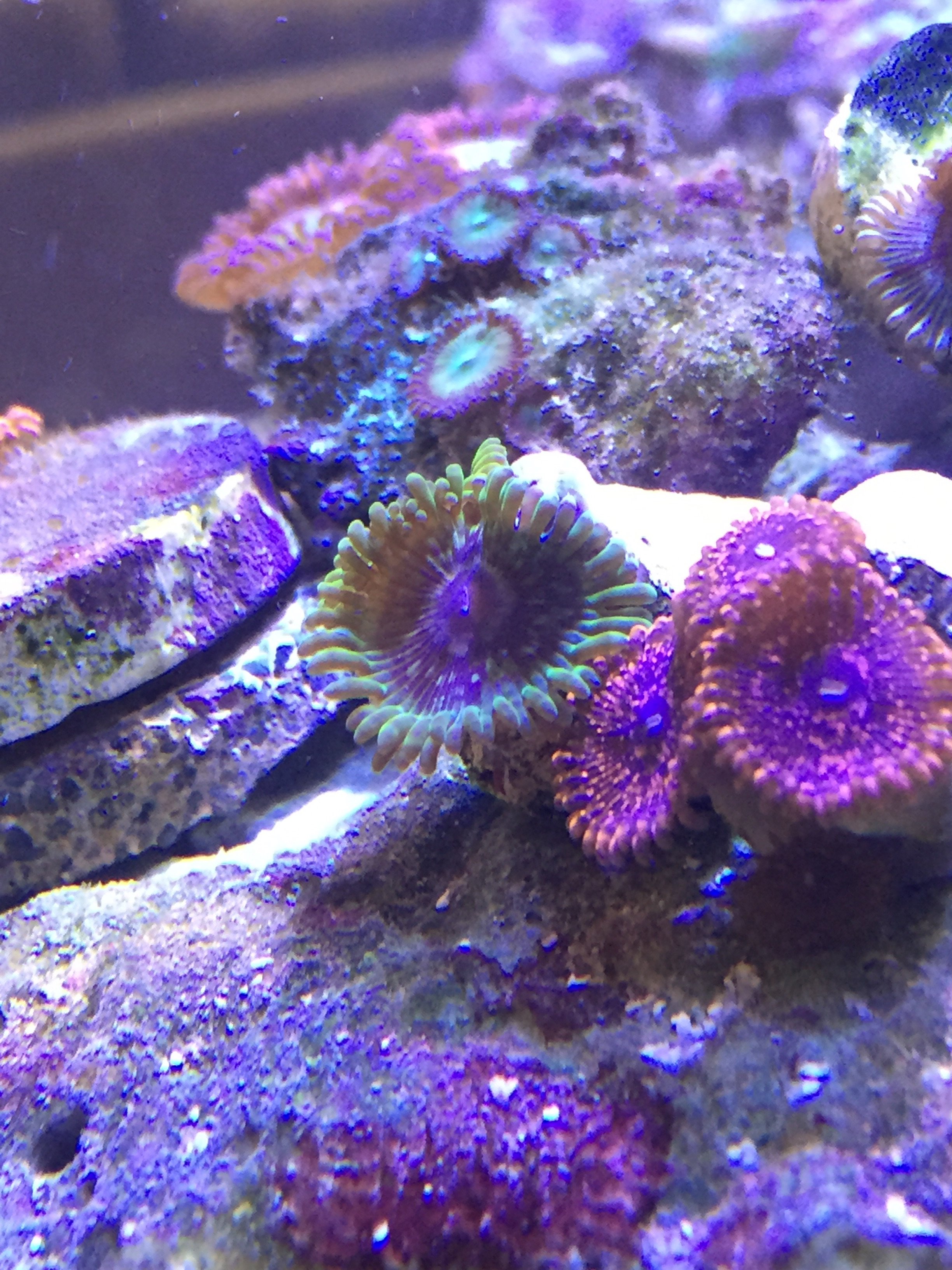 Zoa Spotlight: Nightmares | Reef2Reef